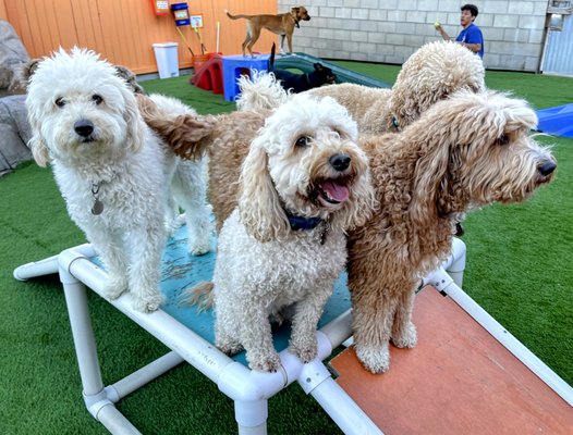 Camp Run A Mutt San Marcos