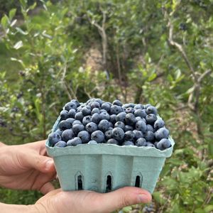 SAM MAZZA’S FARM MARKET - Updated November 2025 - 29 Photos & 13 ...