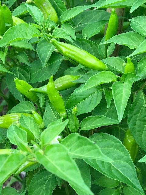TEXAS PEPPER FARM - Updated July 2025 - 2129 FM 2920, Spring, Texas ...