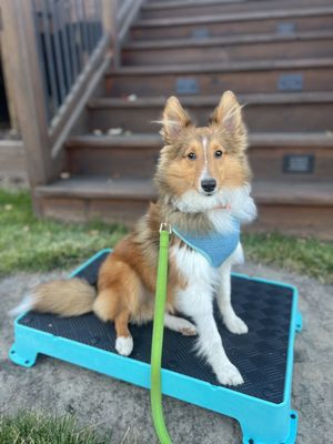 BORDER TAILS RESCUE - Updated July 2025 - 35 Photos & 44 Reviews - 2975 ...