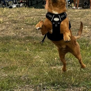 AUSTIN HUMANE SOCIETY - Updated February 2025 - 123 Photos & 116 ...