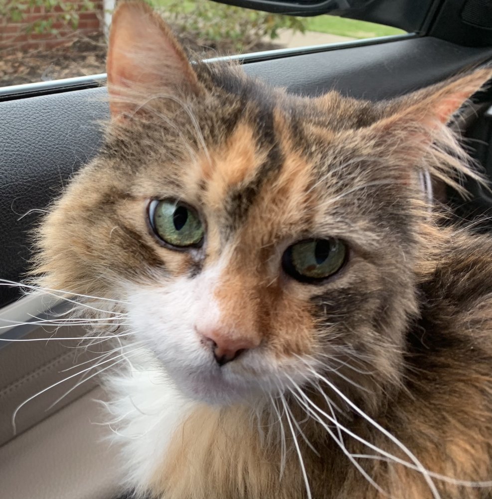 AVALON VETERINARY HOSPITAL - Updated October 2024 - 40 Reviews - 3380 ...