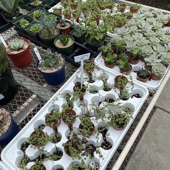 ROSE HILL NURSERIES - Updated December 2025 - 57 Photos & 25 Reviews ...