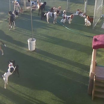 DOGS RULE RESORT - Updated July 2025 - 26 Photos & 60 Reviews - 5701 ...