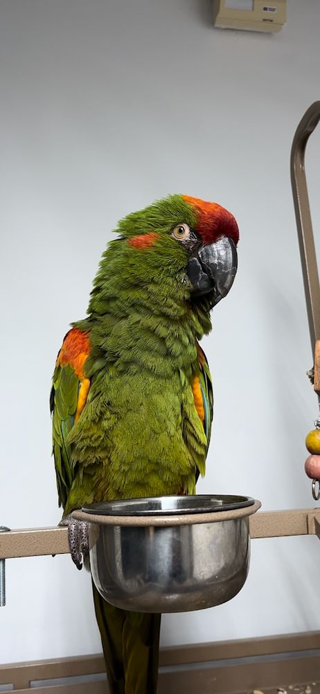 EXOTIC BIRD SHOP - Updated May 2025 - 16 Photos - 2025 Rawsonville Rd ...