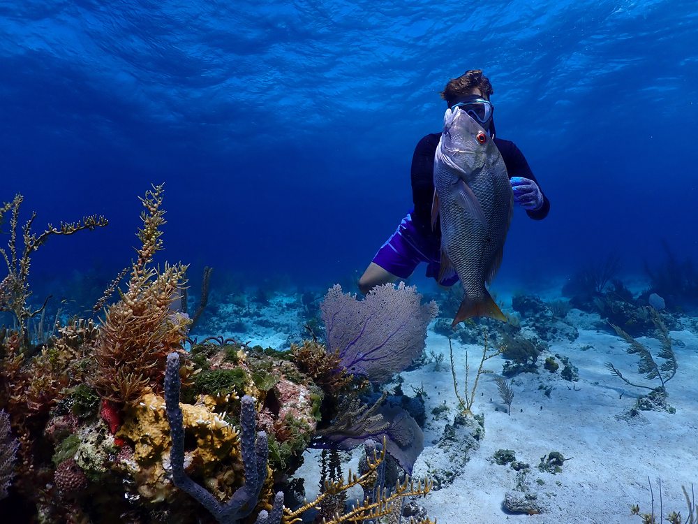 SAVAGE DIVING - Updated August 2025 - 29 Photos - 6119 Beacon Point Dr ...