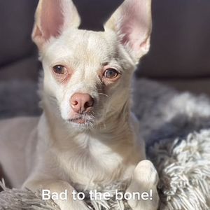 PETSMART - 116 Photos & 169 Reviews - 730 S Sepulveda Blvd, El Segundo ...