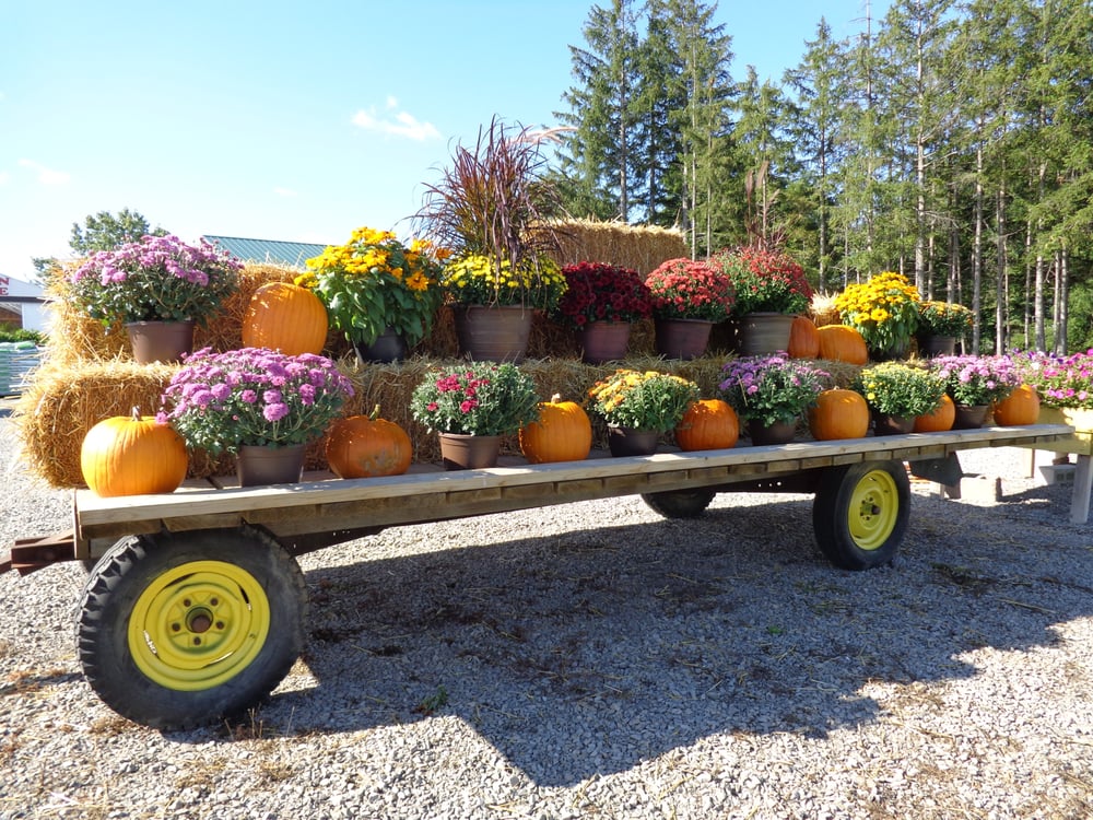 BLOOMIN’ CRAZY GARDEN CENTRE - Updated October 2025 - 230 Highway 20 E ...