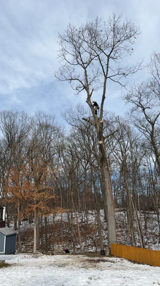 Jungle Boys Tree Service - Trusted Since 2020 - Updated July 2025 - 12 ...