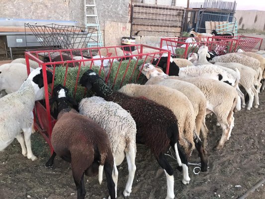 LANCASTER HALAL SLAUGHTER HOUSE AND POULTRY - Updated July 2024 - 23 ...