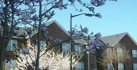 MORGAN RIDGE APARTMENTS - Updated December 2025 - 100 Morgan Way ...