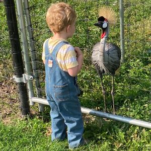 BOULDER RIDGE WILD ANIMAL PARK - 127 Photos & 39 Reviews - Zoos - 8313 ...
