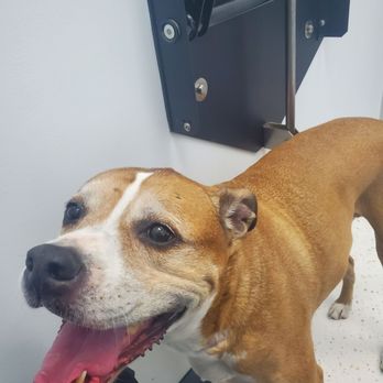 SANTA CLARITA ANIMAL URGENT CARE & WELLNESS CENTER - Updated November ...