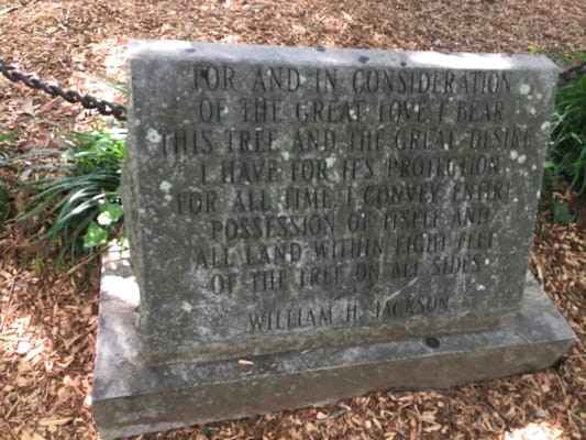 THE TREE THAT OWNS ITSELF - Updated October 2025 - 22 Photos & 15 ...