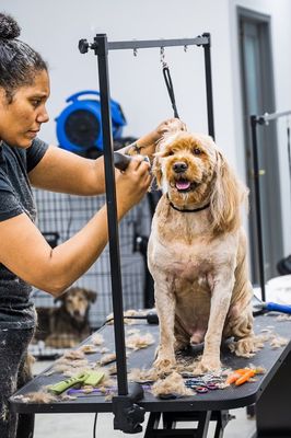 BARKSUDS-WESTCHASE - Updated December 2024 - 12 Photos & 10 Reviews ...