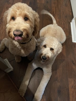 BAY PAWS PET RESORT - Updated October 2025 - 40 Photos & 50 Reviews ...