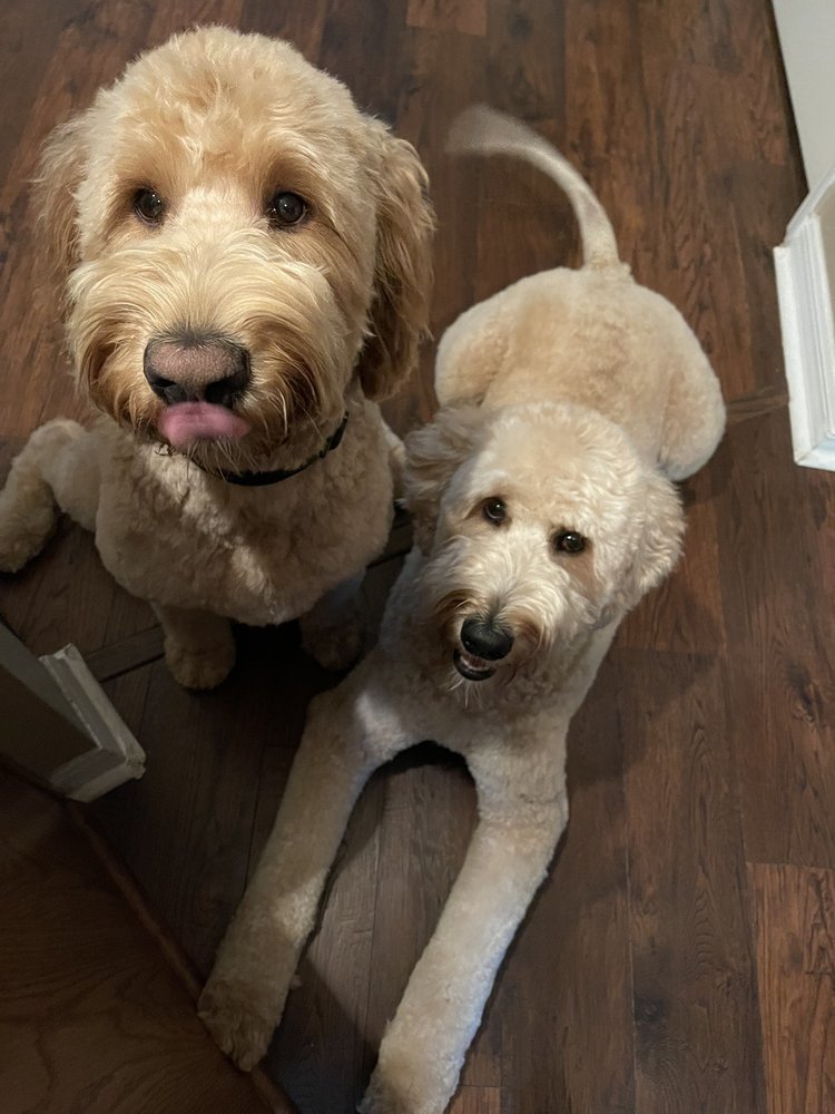 BAY PAWS PET RESORT - Updated December 2025 - 40 Photos & 51 Reviews ...