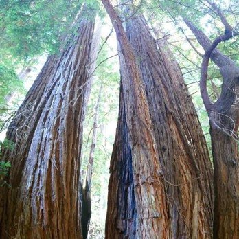MUIR WOODS NATIONAL MONUMENT - Updated February 2025 - 6329 Photos ...