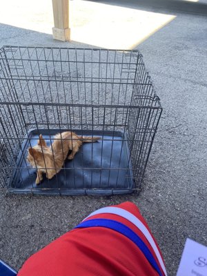 SOUTHEAST AREA ANIMAL CONTROL AUTHORITY - Updated October 2024 - 187 ...