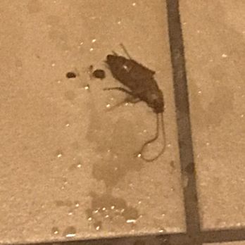 SPACE COAST INN - Updated December 2025 - 10 Photos & 13 Reviews - 820 ...