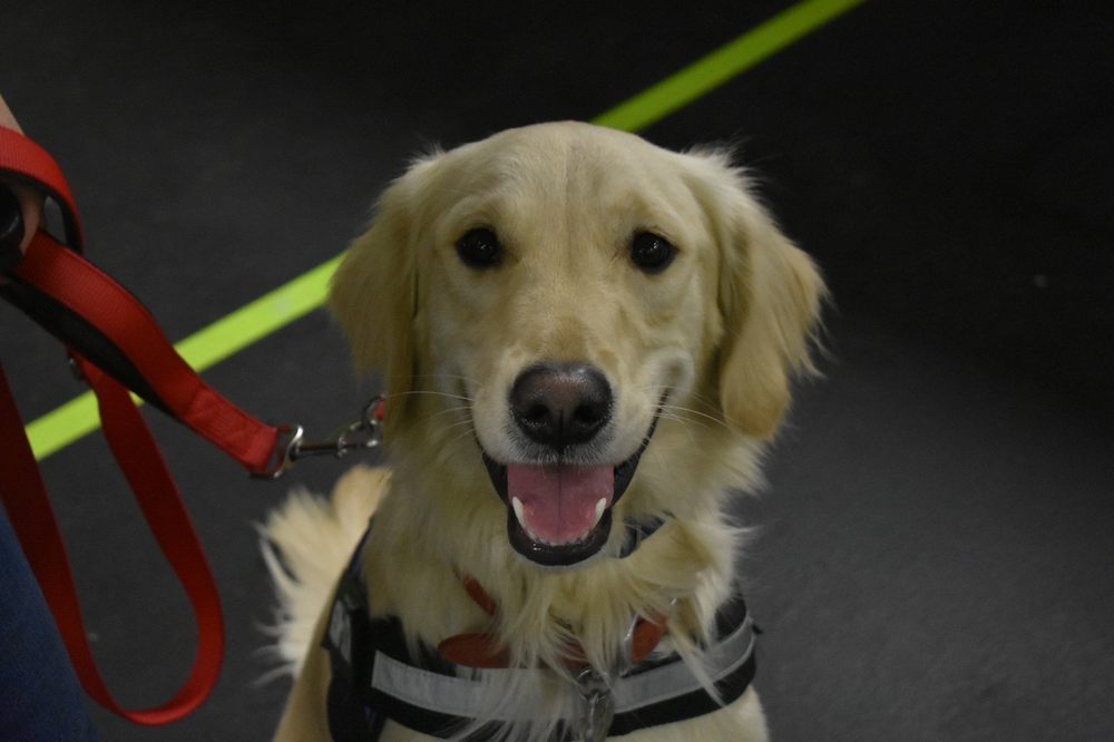 SMART DOG SCHOOL - Updated December 2025 - 10 Photos & 13 Reviews ...