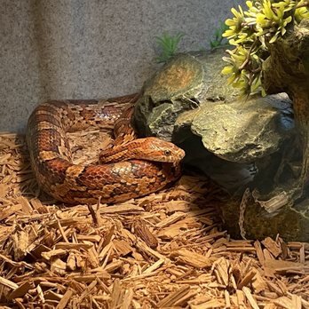 LLLREPTILE & SUPPLY - Updated November 2024 - 417 Photos & 498 Reviews ...