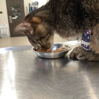 RED RIVER ANIMAL EMERGENCY HOSPITAL AND REFERRAL CENTER - Updated ...