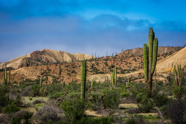 BAJA BOUND MEXICAN INSURANCE SERVICES - Updated November 2025 - 38 ...