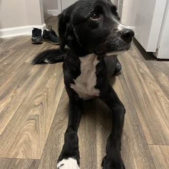 PETSMART - Updated December 2025 - 50 Photos & 44 Reviews - 1705 Mall ...