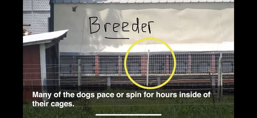 ALL PETS CLUB - Updated October 2025 - 49 Photos & 59 Reviews - 1167 N ...