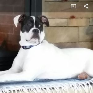 THE POOCHES PALACE - 1322 S Bishop Ave, Rolla, Missouri - Pet Boarding ...