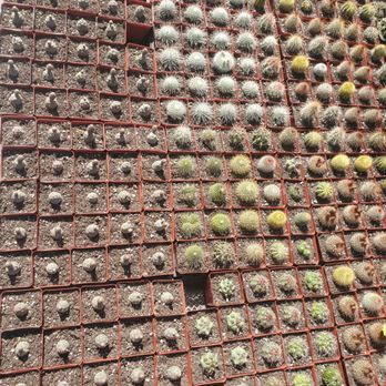 CALIFORNIA CACTUS RANCH - Updated December 2025 - 350 Photos & 91 ...