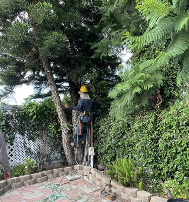 JC TREE SERVICE - Updated December 2025 - 57 Photos & 67 Reviews ...