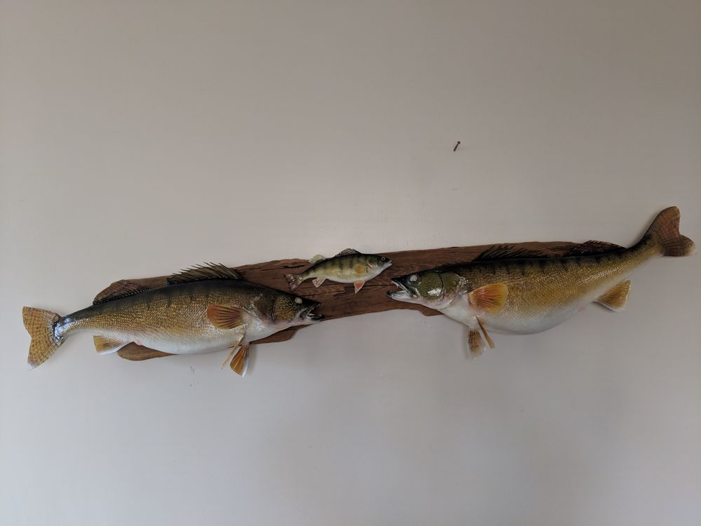 ROD AND REAL FISH TAXIDERMY - Updated August 2025 - Request Information ...