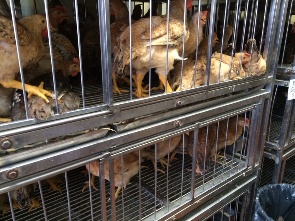 P & M LIVE POULTRY - Updated December 2025 - 13 Photos - 13162 Avery ...