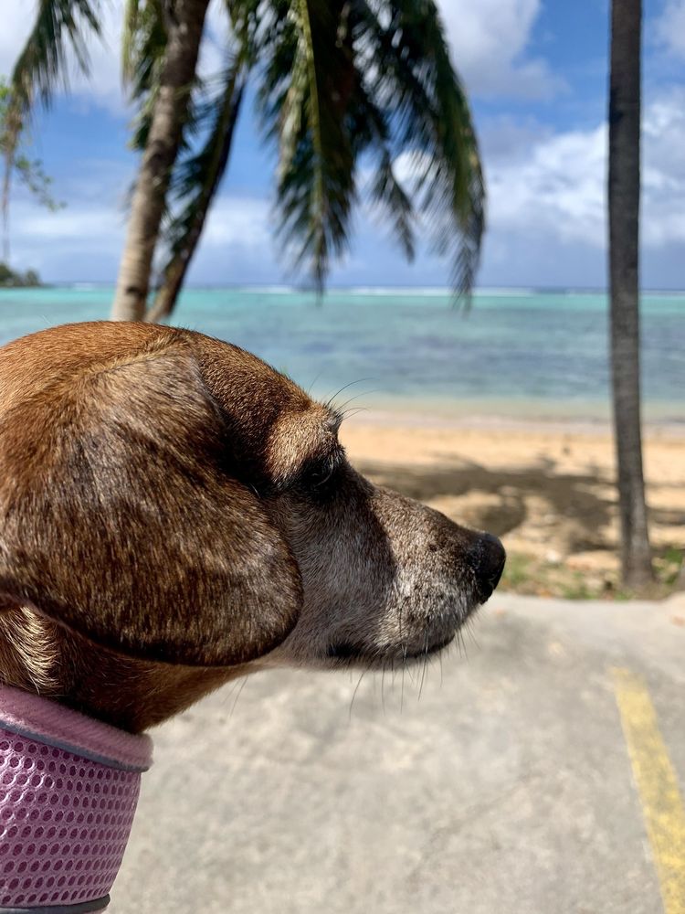 BOB HILDRETH, DVM - Updated July 2025 - 181 S Marine Corps Dr, Hagatna ...