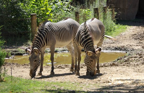 PEORIA ZOO - Updated July 2025 - 74 Photos & 31 Reviews - 2320 N ...