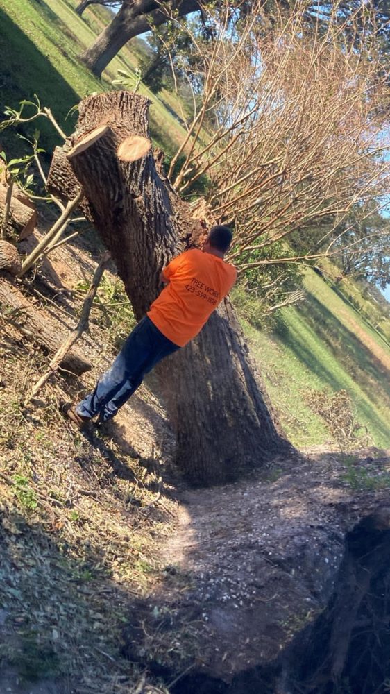 ABC 1 2 TREE - Updated July 2025 - Request a Quote - 17564 TN-58 ...