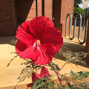 DEKALB COUNTY PUBLIC LIBRARY - Updated November 2024 - 36 Photos & 33 ...