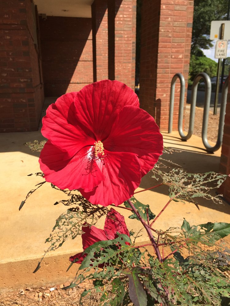 CLARKSTON LIBRARY - Updated September 2025 - 17 Photos - 951 N Indian ...