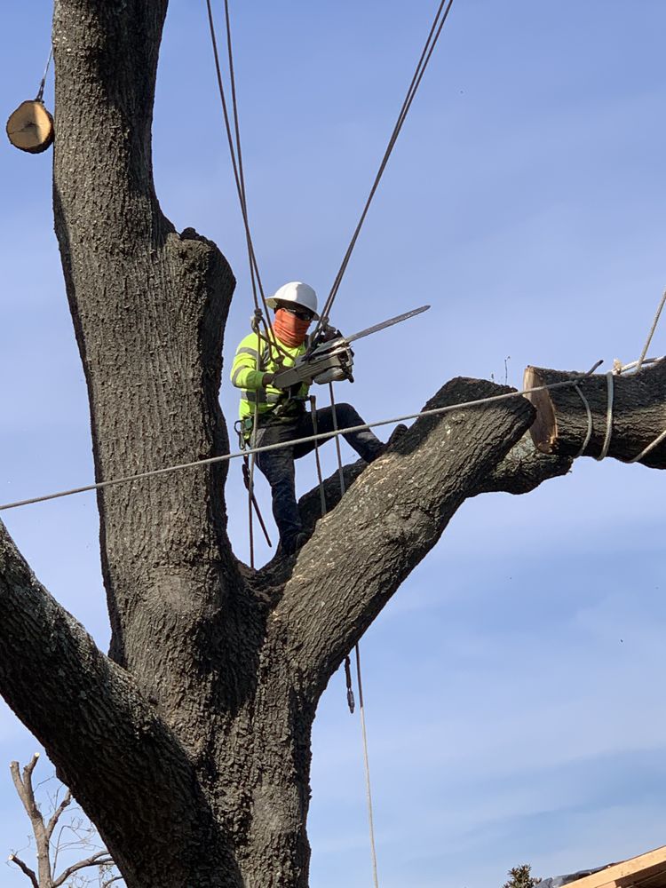 KOALA TREE SERVICE - Updated July 2025 - Request a Quote - Dallas ...