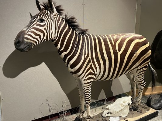 OAKES MUSEUM OF NATURAL HISTORY - Updated December 2025 - 50 Photos - 1 ...