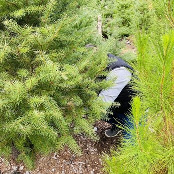 PATCHEN CALIFORNIA CHRISTMAS TREE FARMS - Updated December 2025 - 85 ...