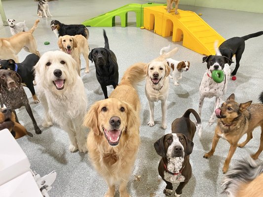 CAMP OPIE DOG DAYCARE & TRAINING - Updated January 2026 - 126 Photos ...