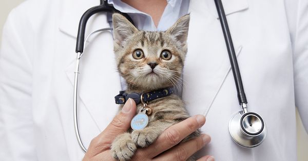 VETCO TOTAL CARE - Updated June 2024 - 20 Photos & 24 Reviews - 9092 ...