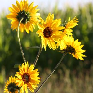 PEACOCK MEADOWS RIVERSIDE RV PARK AND CAMPGROUND - 29059 US Hwy 160 ...