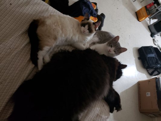 DOWNEY ANIMAL CARE CENTER - 312 Photos & 262 Reviews - 11258 Garfield ...