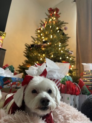 MOOCHI DOG SALON AND SUPPLY - Updated October 2025 - 253 Photos & 271 ...