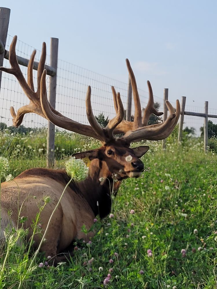 NARROWS EDGE ELK - Updated February 2025 - Wellandport, Ontario - Farms ...