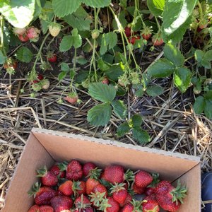 TOUGAS FAMILY FARM - 288 Photos & 165 Reviews - Fruits & Veggies - 234 ...